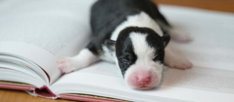 Corgi Size Chart | Corgi Growth & Weight Chart