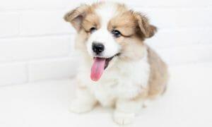 Corgi Size Chart | Corgi Growth & Weight Chart