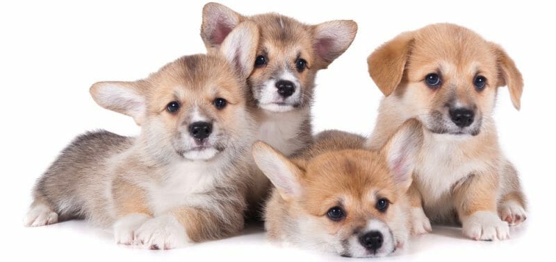 Corgi Size Chart | Corgi Growth & Weight Chart