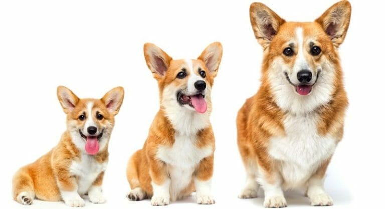 Corgi Size Chart | Corgi Growth & Weight Chart