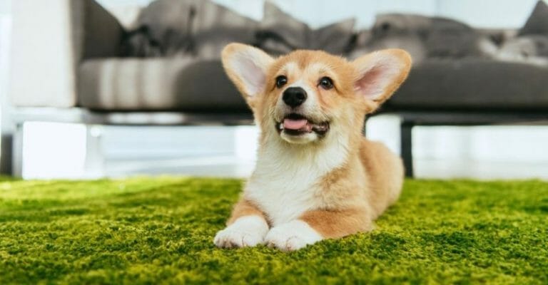 Corgi Size Chart | Corgi Growth & Weight Chart