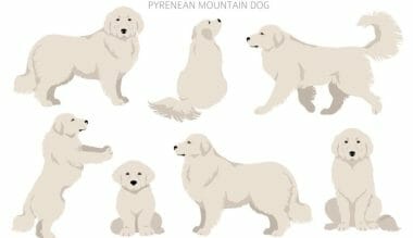 Great Pyrenees Size Chart | Growth & Weight Chart