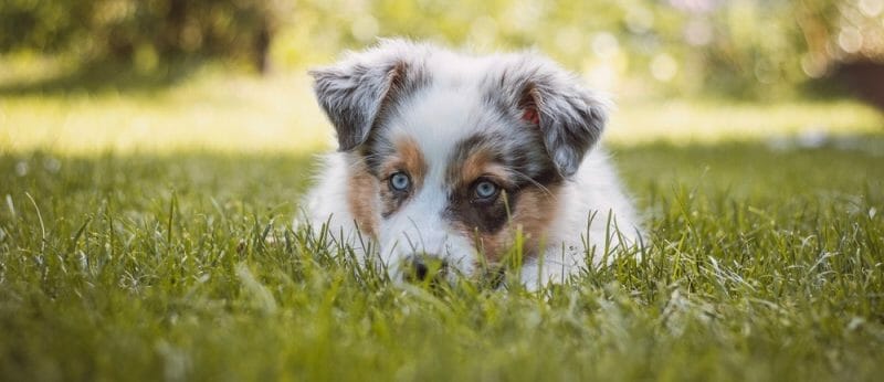 Mini Australian Shepherd Size Chart | Growth & Weight Chart