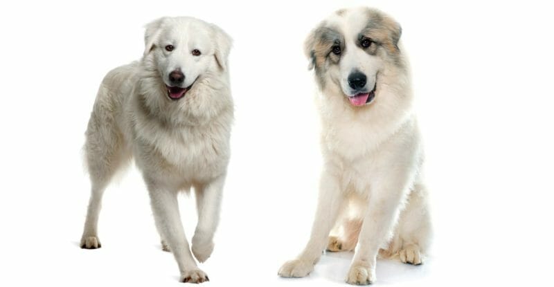 Great Pyrenees Size Chart | Growth & Weight Chart