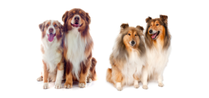 Sheltie Growth Chart | Sheltie Size & Weight Chart