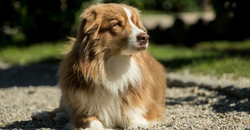 Mini Australian Shepherd Size Chart | Growth & Weight Chart