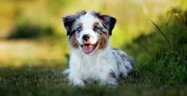 Mini Australian Shepherd Size Chart | Growth & Weight Chart