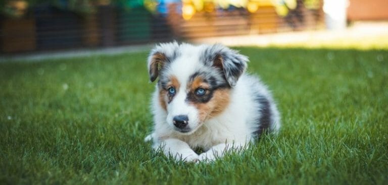 Mini Australian Shepherd Size Chart | Growth & Weight Chart