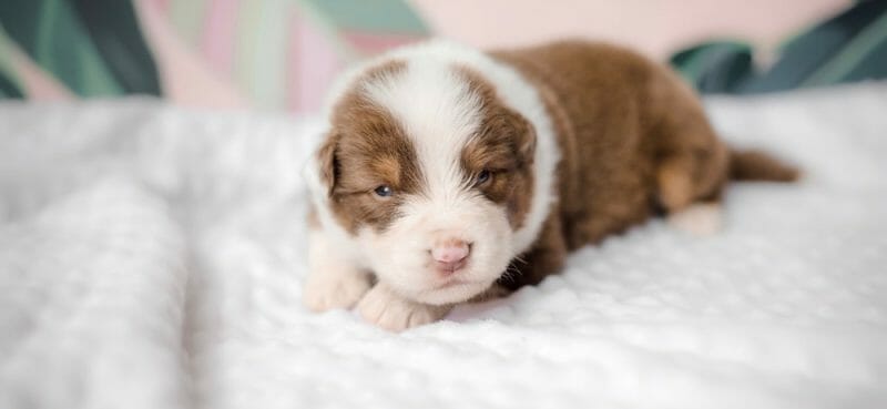 Mini Australian Shepherd Size Chart | Growth & Weight Chart