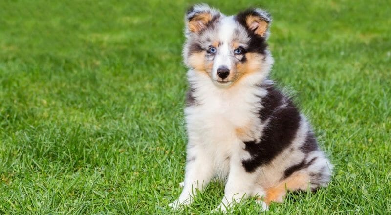 Sheltie Growth Chart | Sheltie Size & Weight Chart