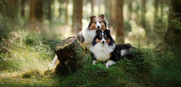 Sheltie Growth Chart | Sheltie Size & Weight Chart