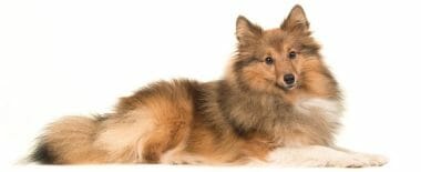 Sheltie Growth Chart | Sheltie Size & Weight Chart