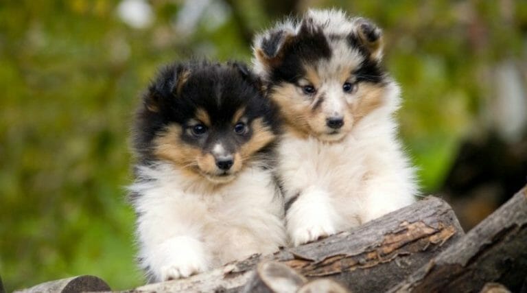 Sheltie Growth Chart | Sheltie Size & Weight Chart