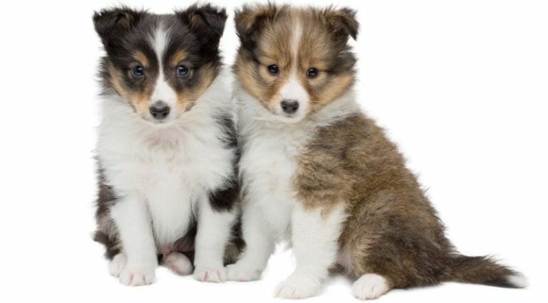 Sheltie Growth Chart | Sheltie Size & Weight Chart