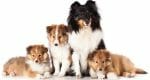 Sheltie Growth Chart | Sheltie Size & Weight Chart