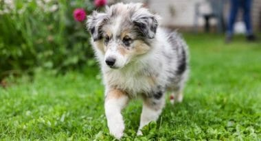 Sheltie Growth Chart | Sheltie Size & Weight Chart