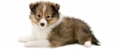 Sheltie Growth Chart | Sheltie Size & Weight Chart