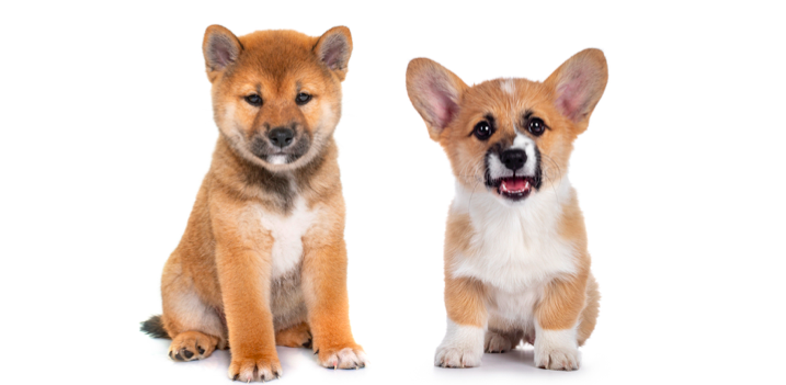 Corgi Size Chart | Corgi Growth & Weight Chart