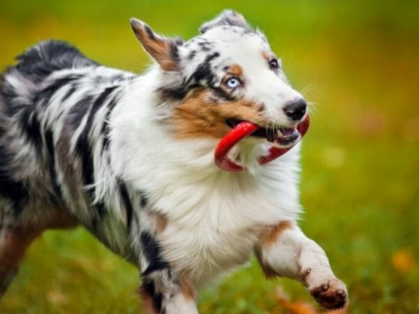 Mini Australian Shepherd Size Chart | Growth & Weight Chart