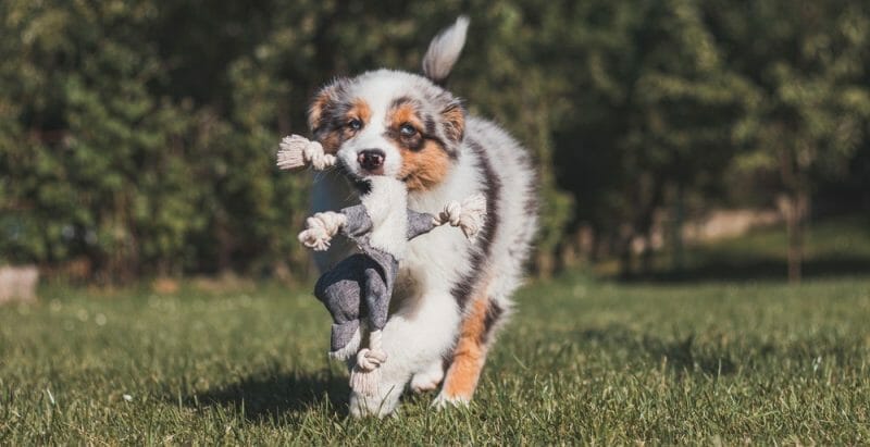 How Much To Feed Mini Australian Shepherd | Feeding Chart