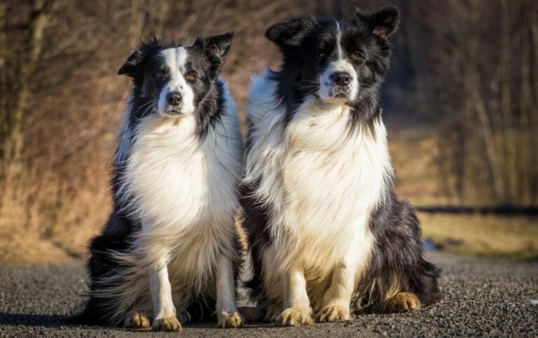Border Collie Size Chart | Growth & Weight Chart