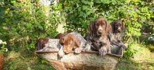 German Shorthaired Pointer Growth Chart | GSP Weight & Size