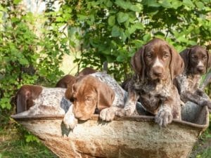 Irish Setter Growth Chart | Weight & Size Chart