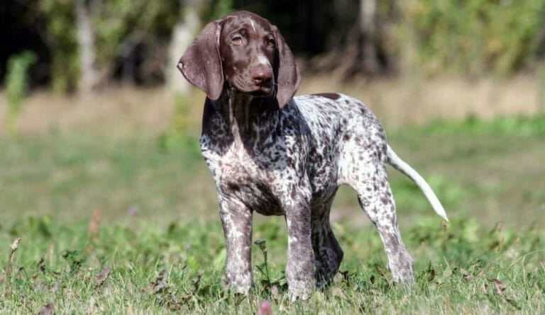 German Shorthaired Pointer Growth Chart | GSP Weight & Size