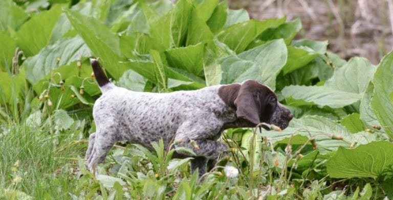 German Shorthaired Pointer Growth Chart | GSP Weight & Size