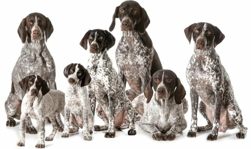 German Shorthaired Pointer Growth Chart | GSP Weight & Size