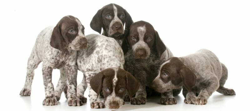 German Shorthaired Pointer Growth Chart | GSP Weight & Size