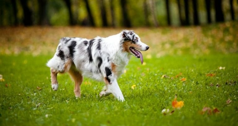 Australian Shepherd Growth Chart | Aussie Size & Weight Chart