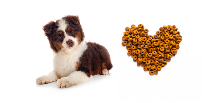 How Much To Feed Mini Australian Shepherd | Feeding Chart