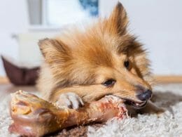 Sheltie Growth Chart | Sheltie Size & Weight Chart