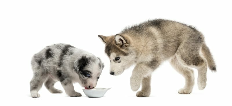 How Much To Feed Mini Australian Shepherd | Feeding Chart