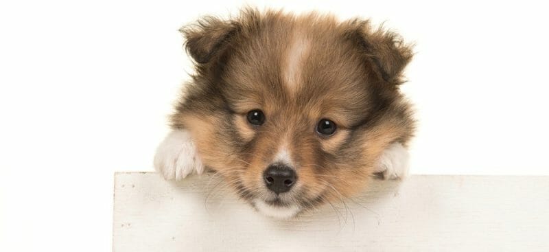 How Much To Feed A Sheltie Puppy | Sheltie Feeding Chart