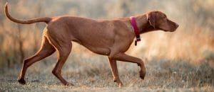 Vizsla Growth Chart | Size & Weight Chart
