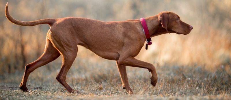 Vizsla Growth Chart | Size & Weight Chart