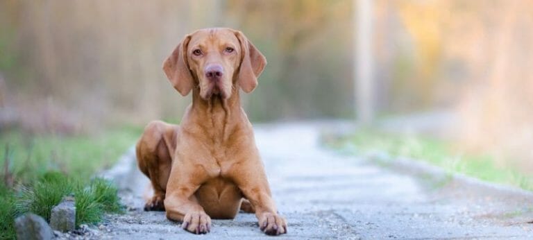 Vizsla Growth Chart | Size & Weight Chart