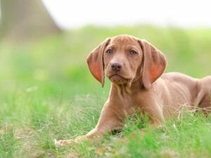 How Much To Feed A Springer Spaniel Puppy | Feeding Chart