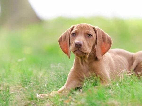 Springer Spaniel Growth Chart | Size & Weight Chart