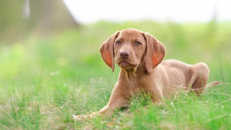 Vizsla Growth Chart | Size & Weight Chart