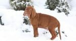 Vizsla Growth Chart | Size & Weight Chart