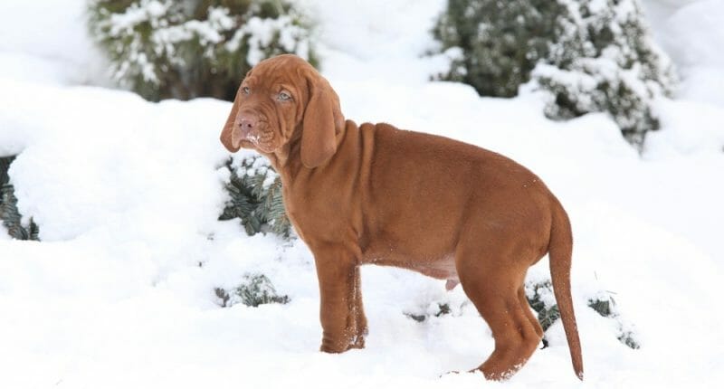 Vizsla Growth Chart | Size & Weight Chart