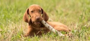 Vizsla Growth Chart | Size & Weight Chart