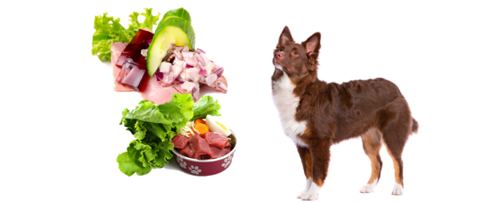 How Much To Feed Mini Australian Shepherd | Feeding Chart