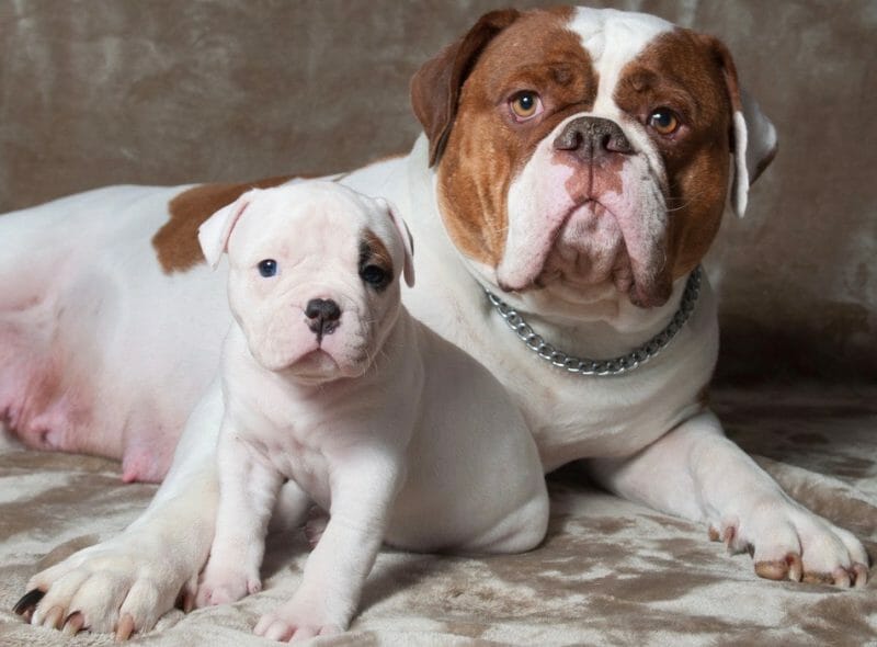 American Bulldog Weight Chart | Size & Growth Chart