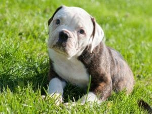English Bulldog Size Chart | Bulldog Weight & Growth Chart