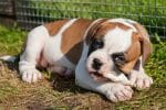 American Bulldog Weight Chart | Size & Growth Chart