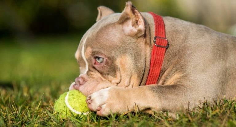 American Bully Size Chart | Bully Weight & Growth Chart